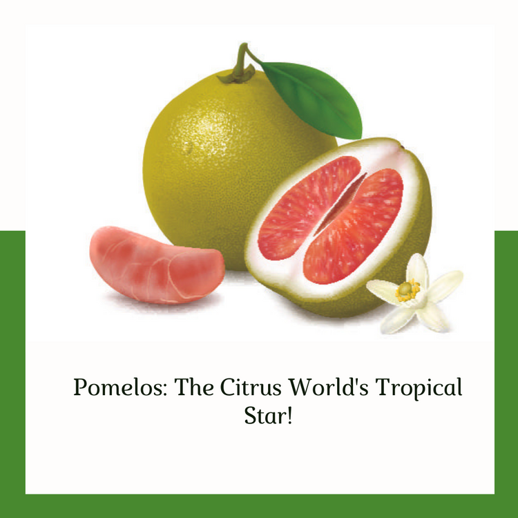 All About Pomelos: Types, Origins, Uses, and Benefits – Denver Fruitier